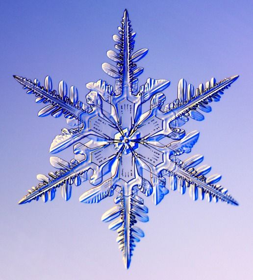 Heraldry of Life: ART with REAL SNOWFLAKES