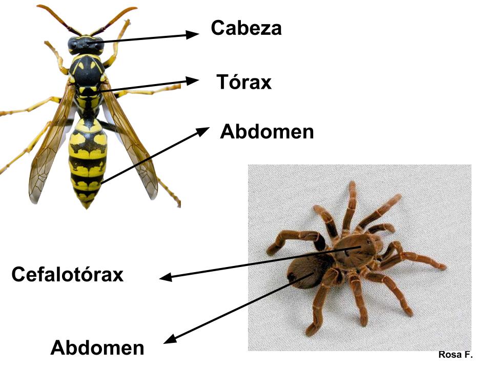 La Chachipedia: Artrópodos