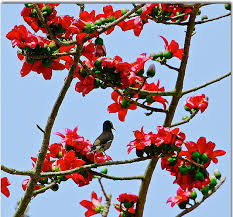 Natural Beauty Of Bangladesh: Beauty of Spring season