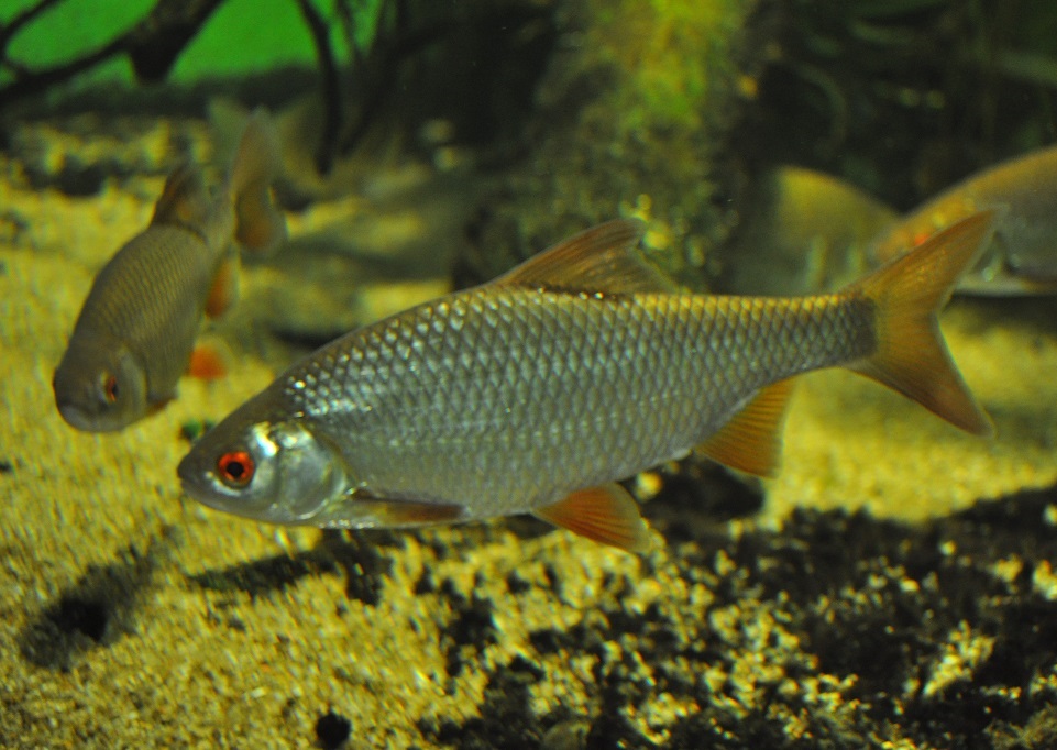 ZOOTOGRAFIANDO (5.836 ANIMALS): RUTILO / ROACH (Rutilus rutilus)