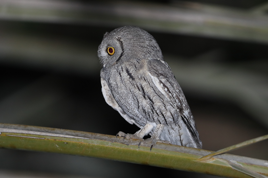 Birds of Saudi Arabia: Eurasian Scops Owl – Dhahran Main Camp