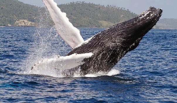 Un Flow Bakano by Johaira: SAMANÁ:¡las ballenas están aquí!