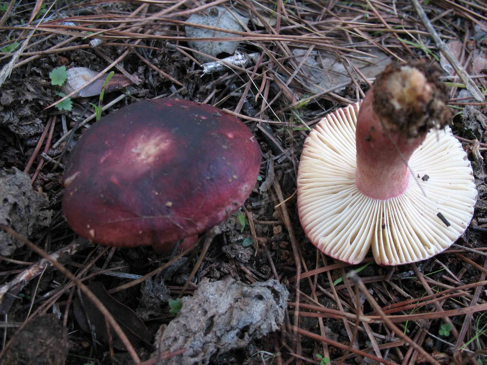 setas y hongos: LETRA R