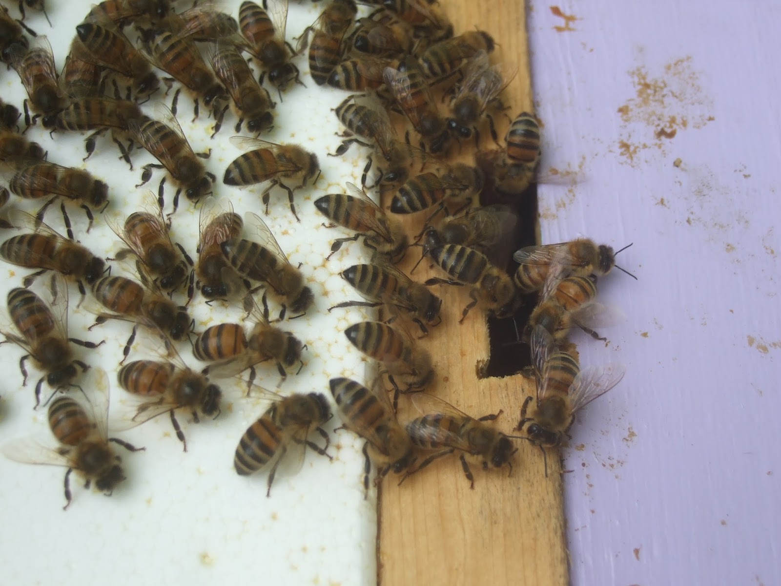 The Bee Journal: Washboarding - Housework for Bees