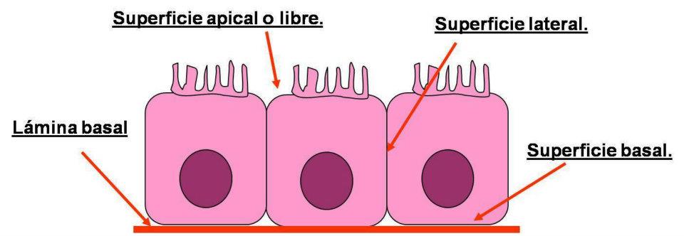 Características citológicas especiales de los epitelios