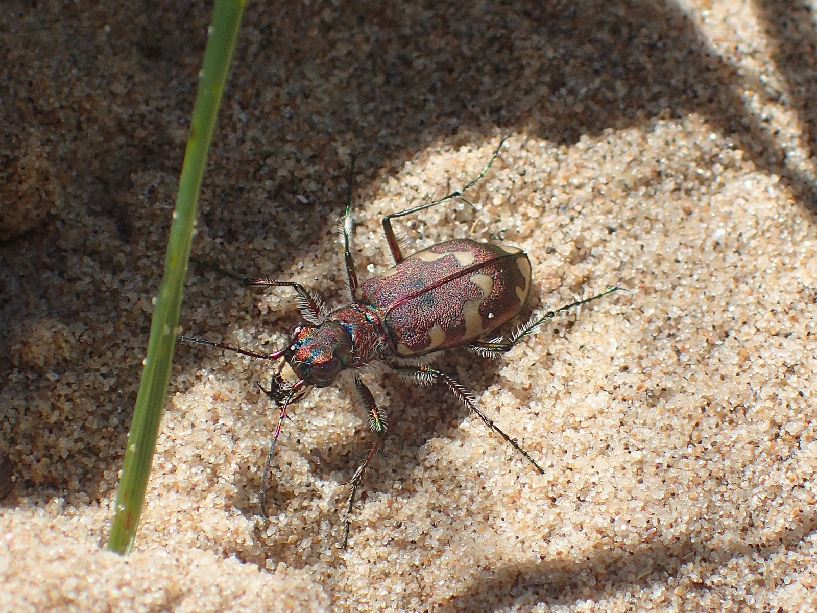 Birds and Beer: TARGET SPECIES: Dune Tiger Beetle