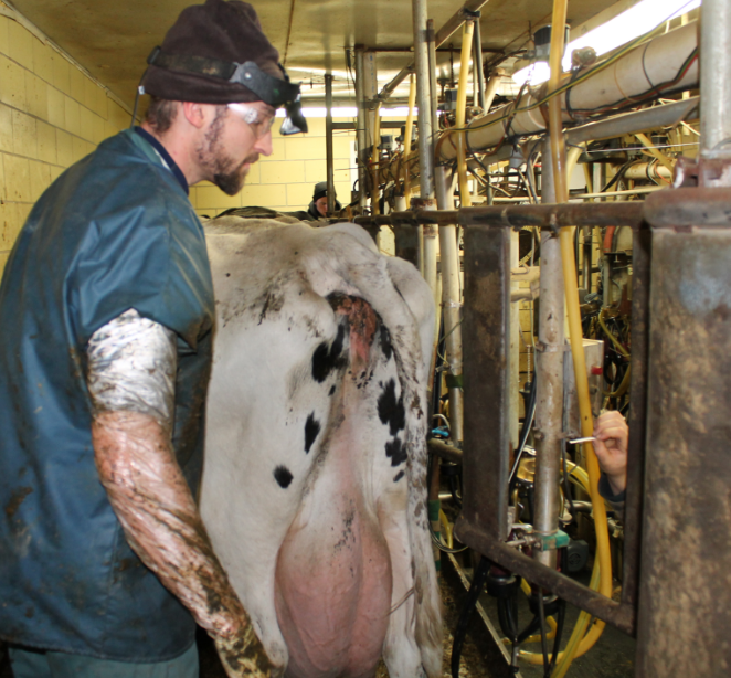 Truth or Dairy: Preg check - ultrasounds today!