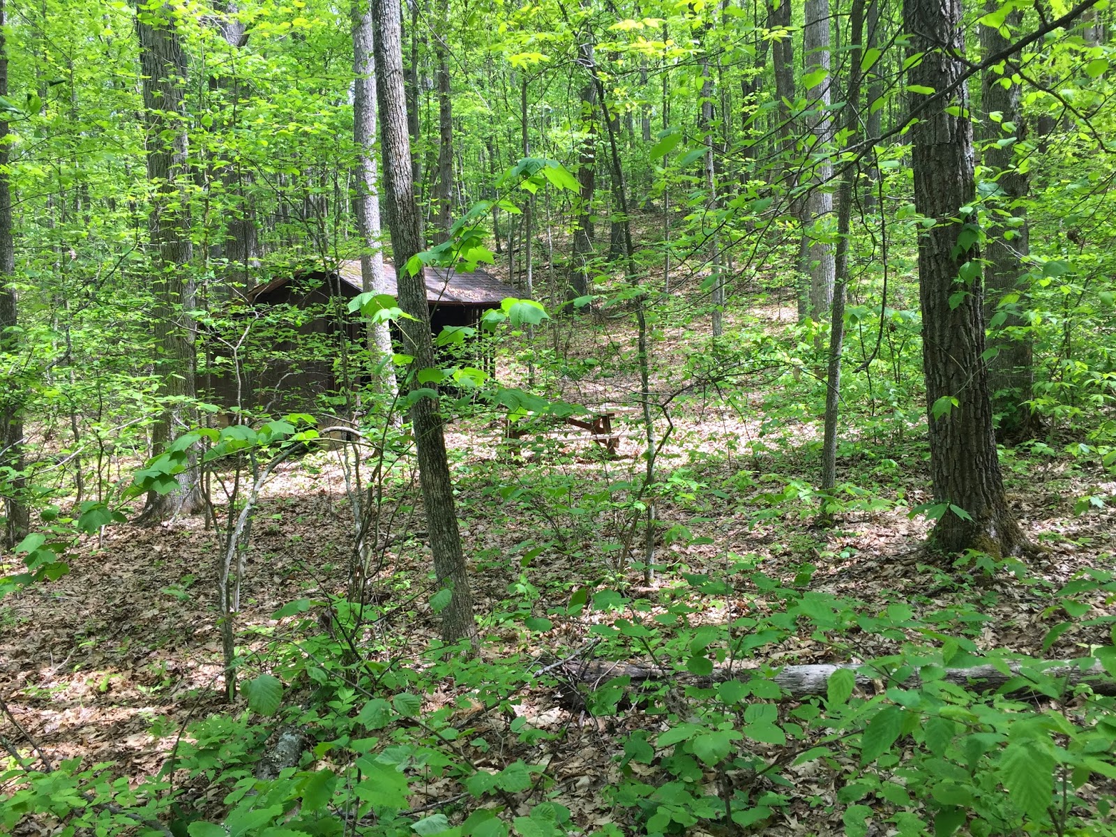 Wandering Virginia: Big Draft Wilderness, WV - May 2015