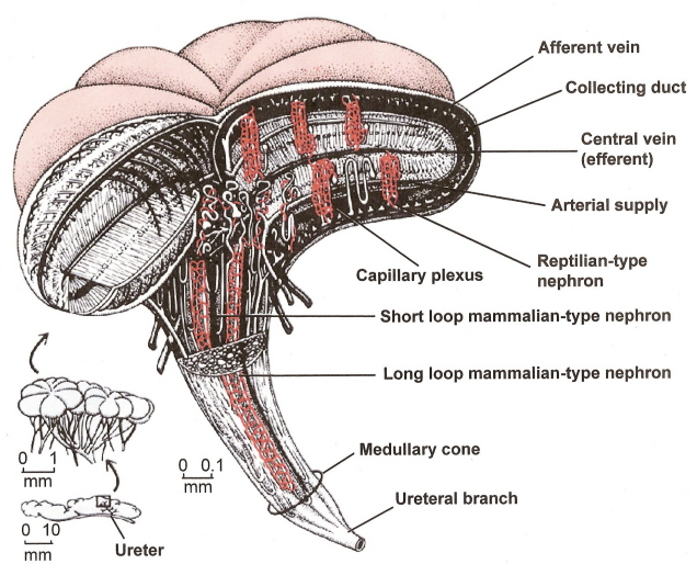 Animal Science Chicken Dissection: Urinary System