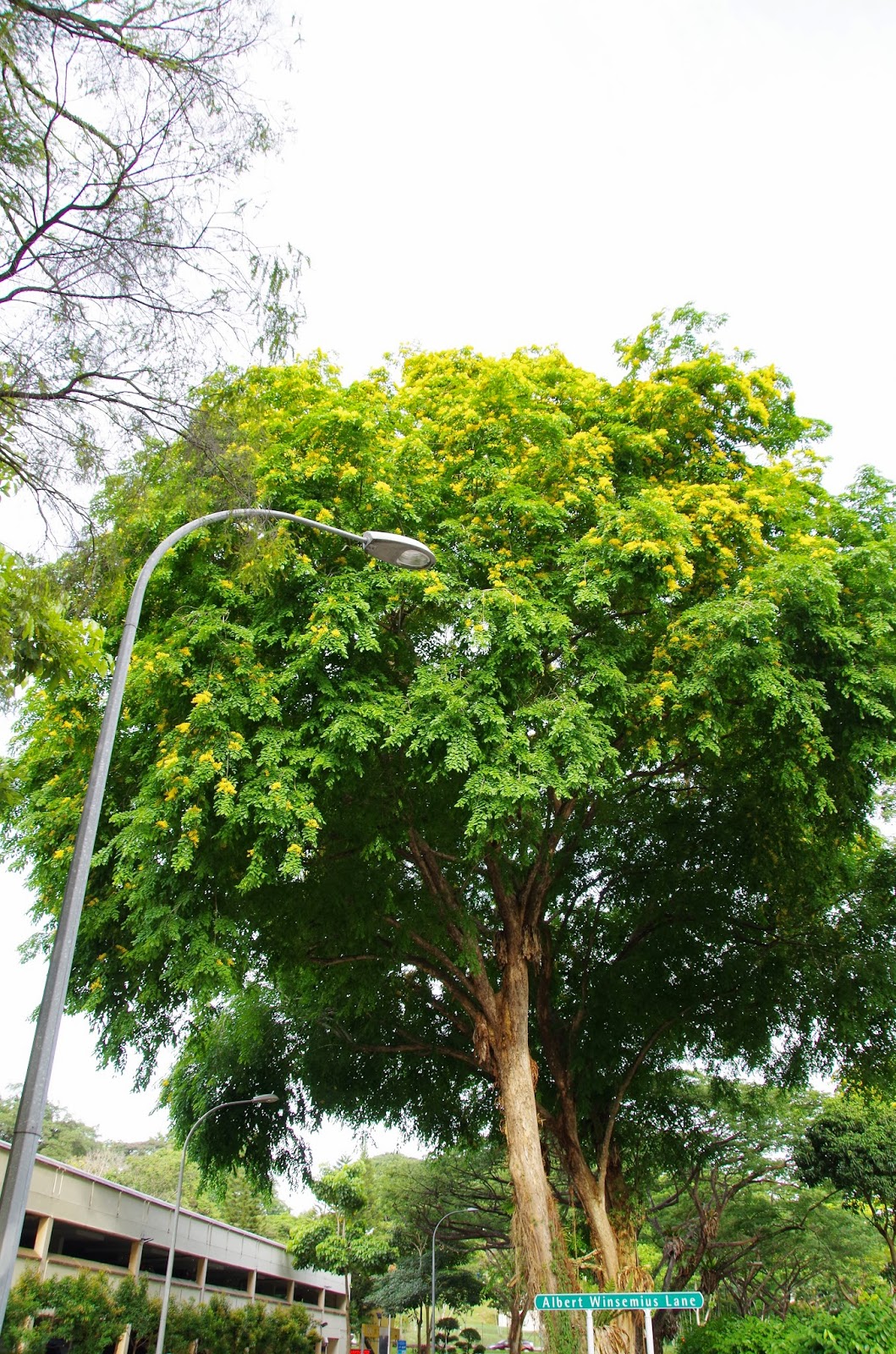 Trees and Plants: Angsana