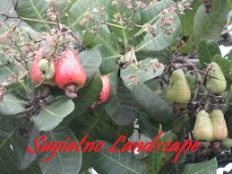Jual pohon jambu mete | Pohon buah jambu monyet | Tukang Taman