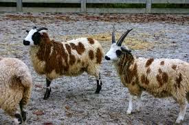 GENESIS 30:37-41 ANIMAL COLORATION