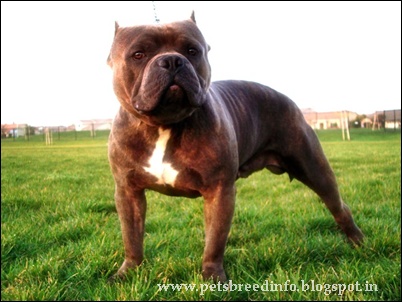 American Bully Dog HD Wallpaper Free Download | All About Dogs