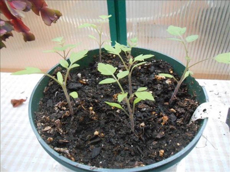 Plantando em Vasos: Como Plantar Tomate Em Vaso