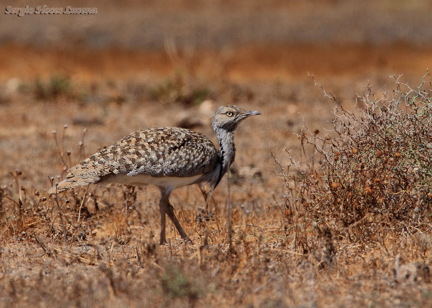Viajes, Salidas, Naturaleza, (Fotografía).: Avutarda Hubara ...