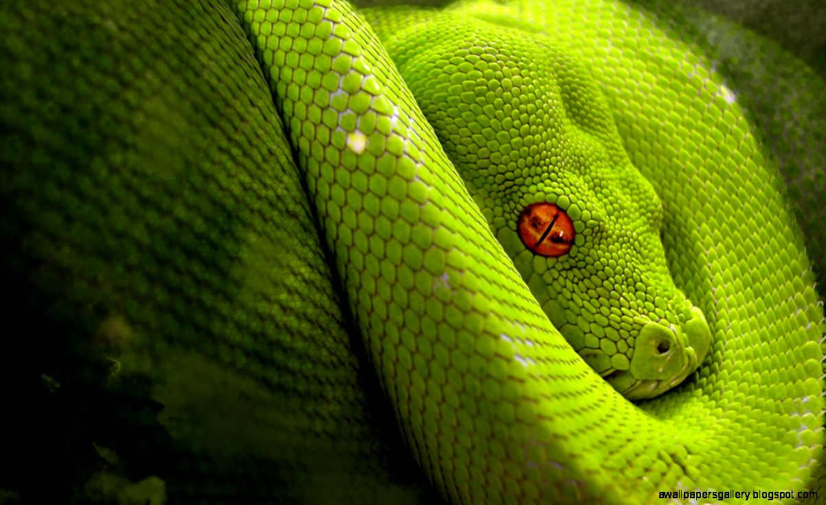 Cool Snake Wallpaper Hd | Wallpapers Gallery