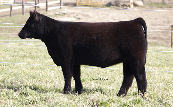 Lautner Farms: Females and Fellows of the Fall Online Sale - Bremer ...