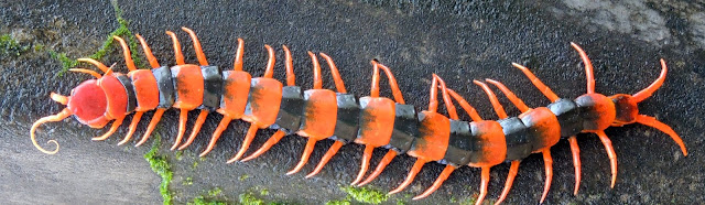 Indian Tiger Centipede