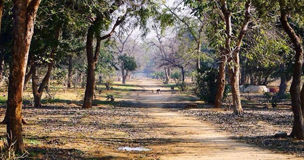 VMA 2.2 :: The divine natural beauty of Vrindavan