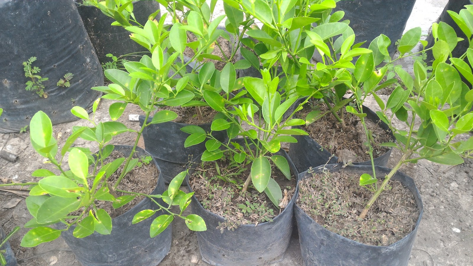 Bibit Tanaman Berkualitas Pekanbaru: BUDIDAYA JERUK NIPIS