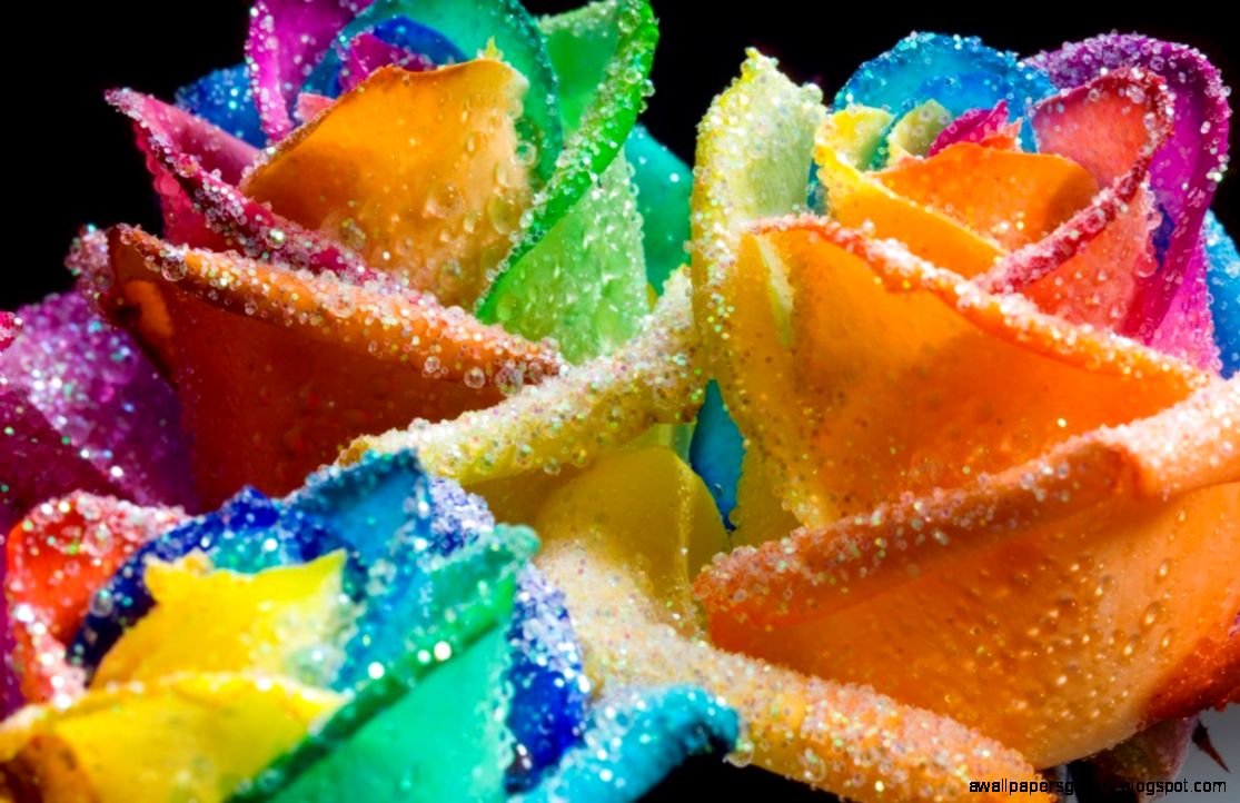 Rainbow Rose Wallpaper | Wallpapers Gallery