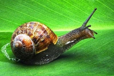 ΣΑΛΙΓΚΑΡΙΑ : ΕΚΛΕΚΤΗ ΤΡΟΦΗ ΥΨΗΛΗΣ ΑΞΙΑΣ! - ΔΙΑΤΡΟΦΙΚΕΣ ΣΥΜΒΟΥΛΕΣ
