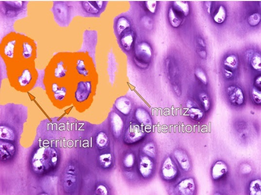 Os encantos da Biologia: Tecido conjuntivo cartilaginoso - T.C.C