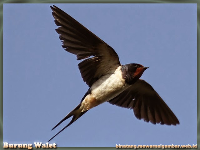 39+ Gambar Hewan Walet, Tergokil!