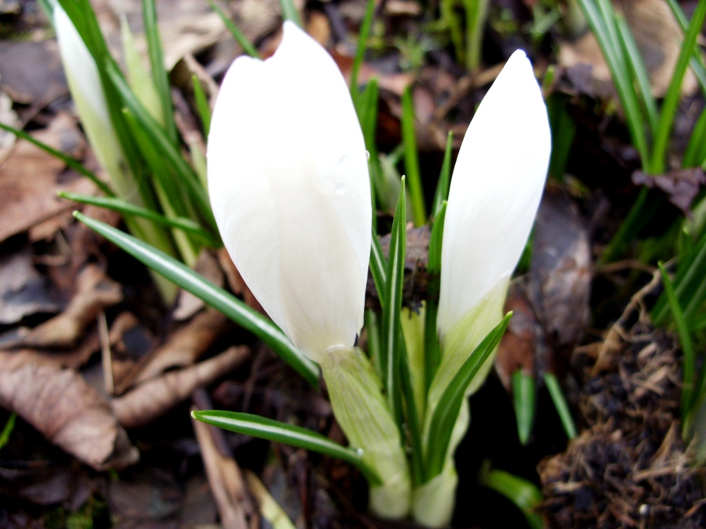 Kelli's Northern Ireland Garden: Crocus and Snowdrops
