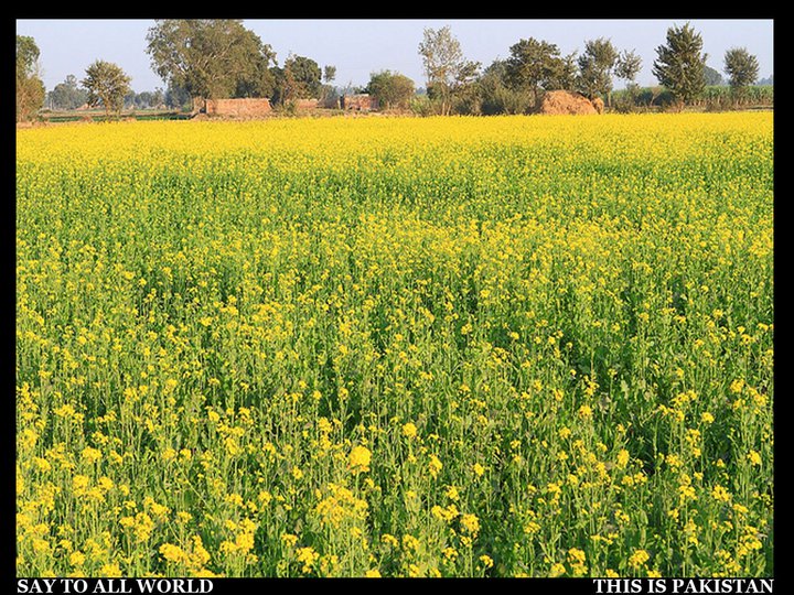 Mustard (Sarson) Fields In Pakistan - This is Pakistan