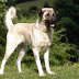 Anatolian Shepherd - Breed Profile | Australian Dog Lover
