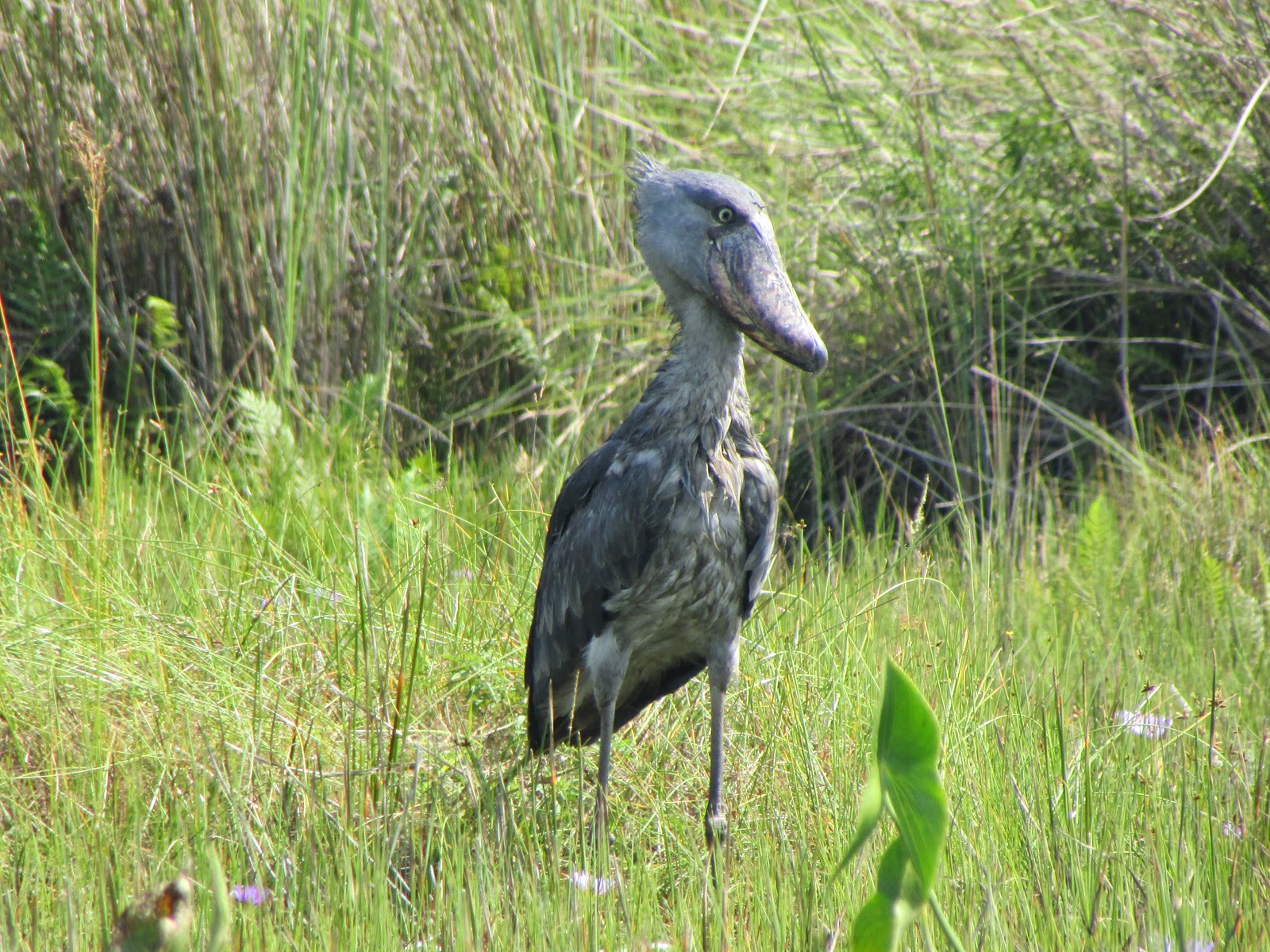 beauty-in-small-things-the-endangered-shoebill-stork-this-ancient