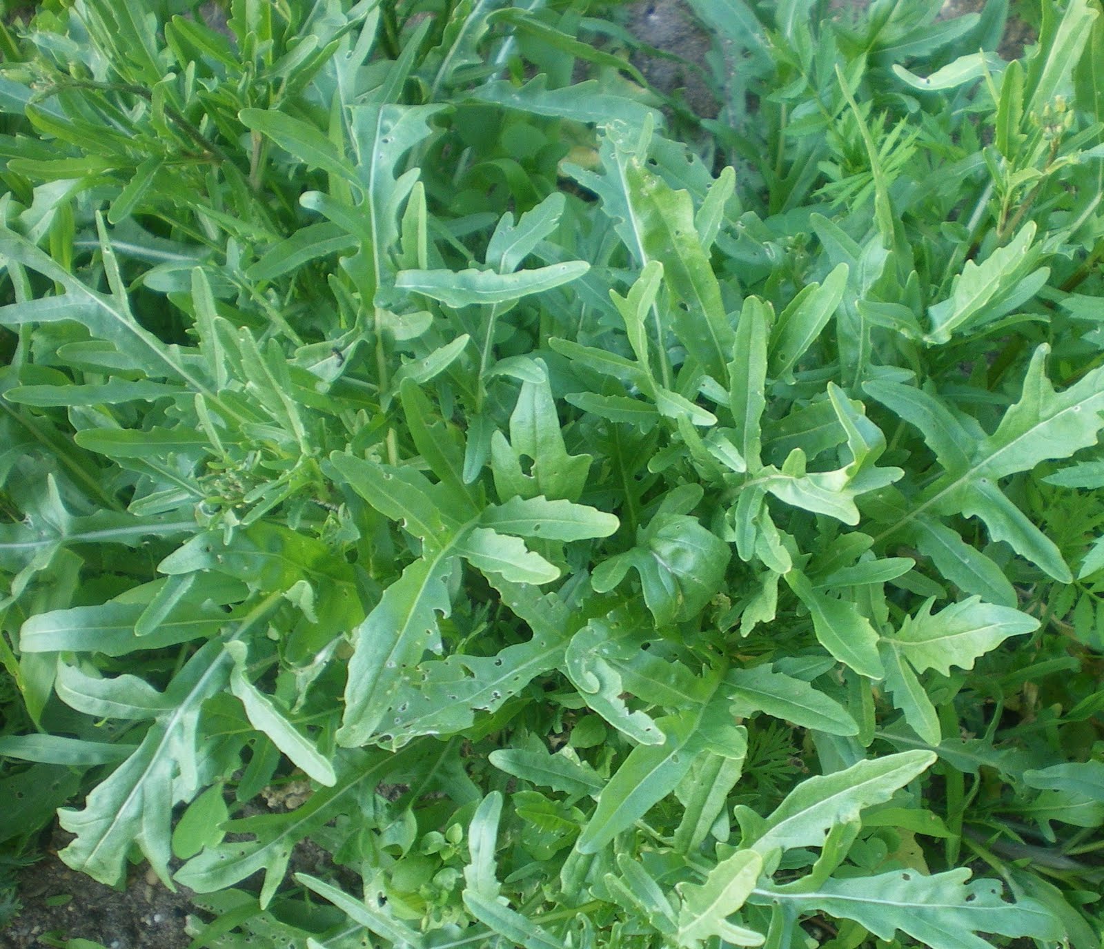 HORTA À PORTA: RÚCULA