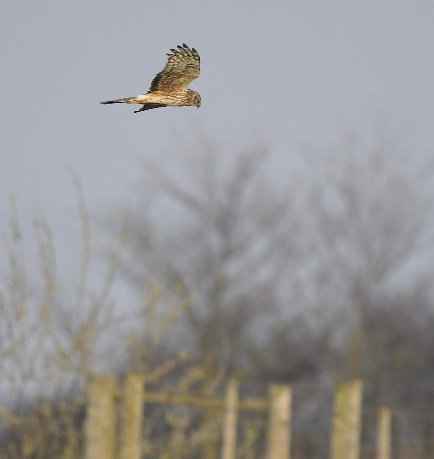 Carl Bovis Nature Photography: Hen Harrier, Merlin and Short Eared Owls ...