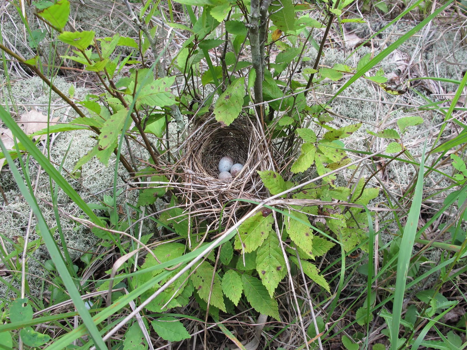 Blue Jay Barrens: Field Sparrow Nest