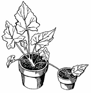 Inmultirea plantelor prin butasi | BRICOLAJ - GRADINA - SFATURI si IDEI