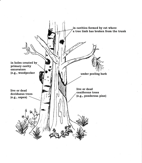 Whispers in the Dark: Part 4. Provide Bat Roosting Habitat on Your Property