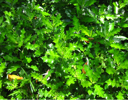 Forest Dweller: Field Trip to Matang Mangroves and Segari Melintang ...