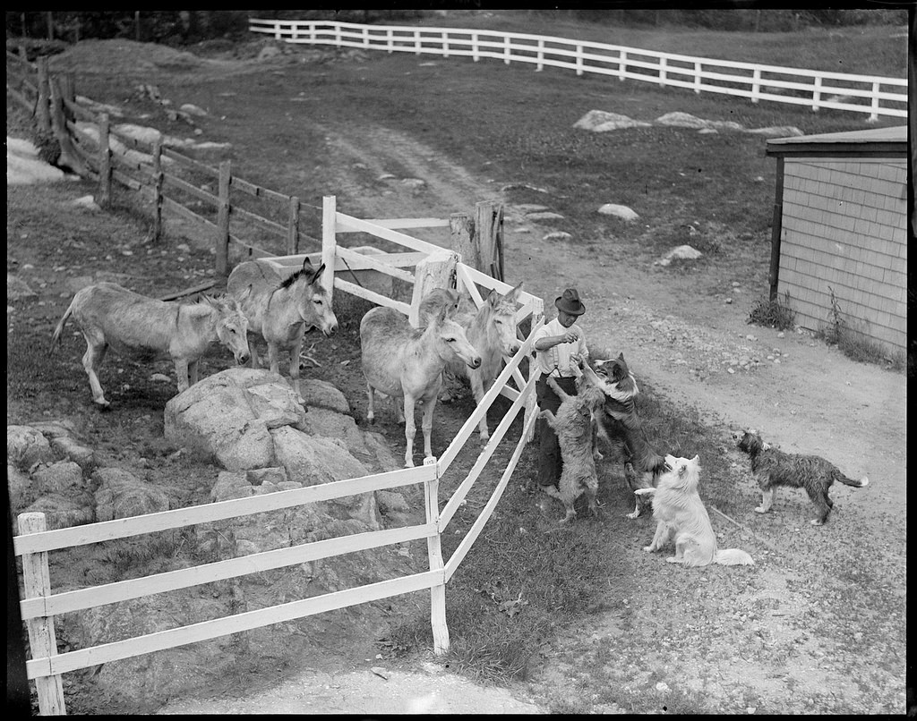 34 Fantastic Photos Capture Farm and Domestic Life of Boston from ...