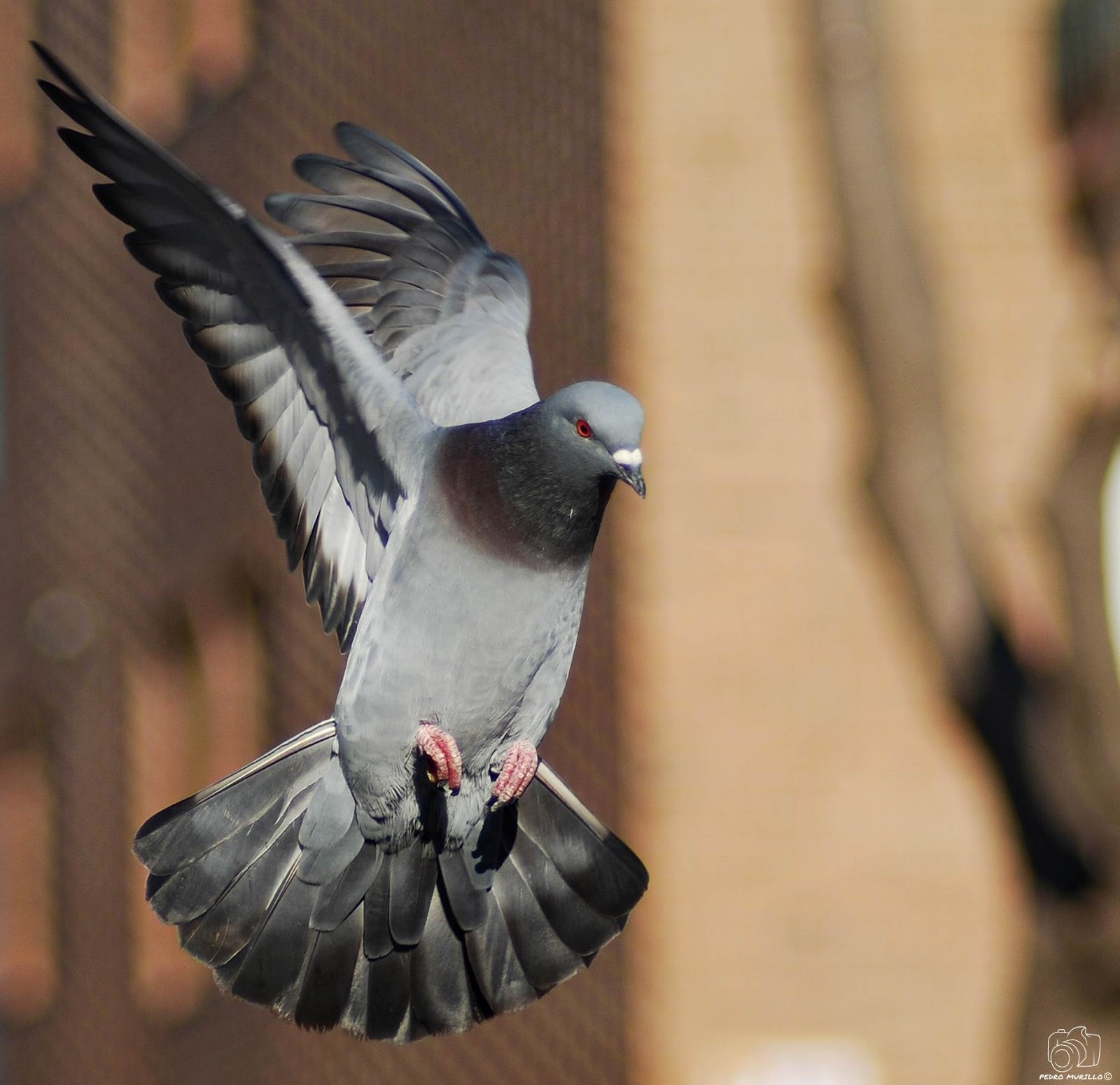 Las excursiones de Murillo "murillonature": Paloma bravía (Columba ...