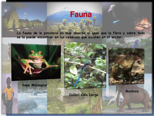 FLORA Y FAUNA DEL CARCHI