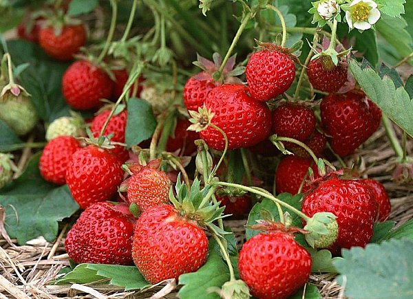 Cultivar fresas en el huerto - Plantas