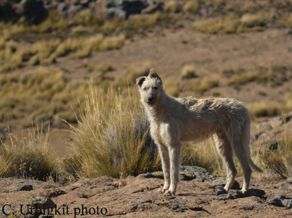 Stephen Bodio's Querencia: AfriCanis in Lesotho