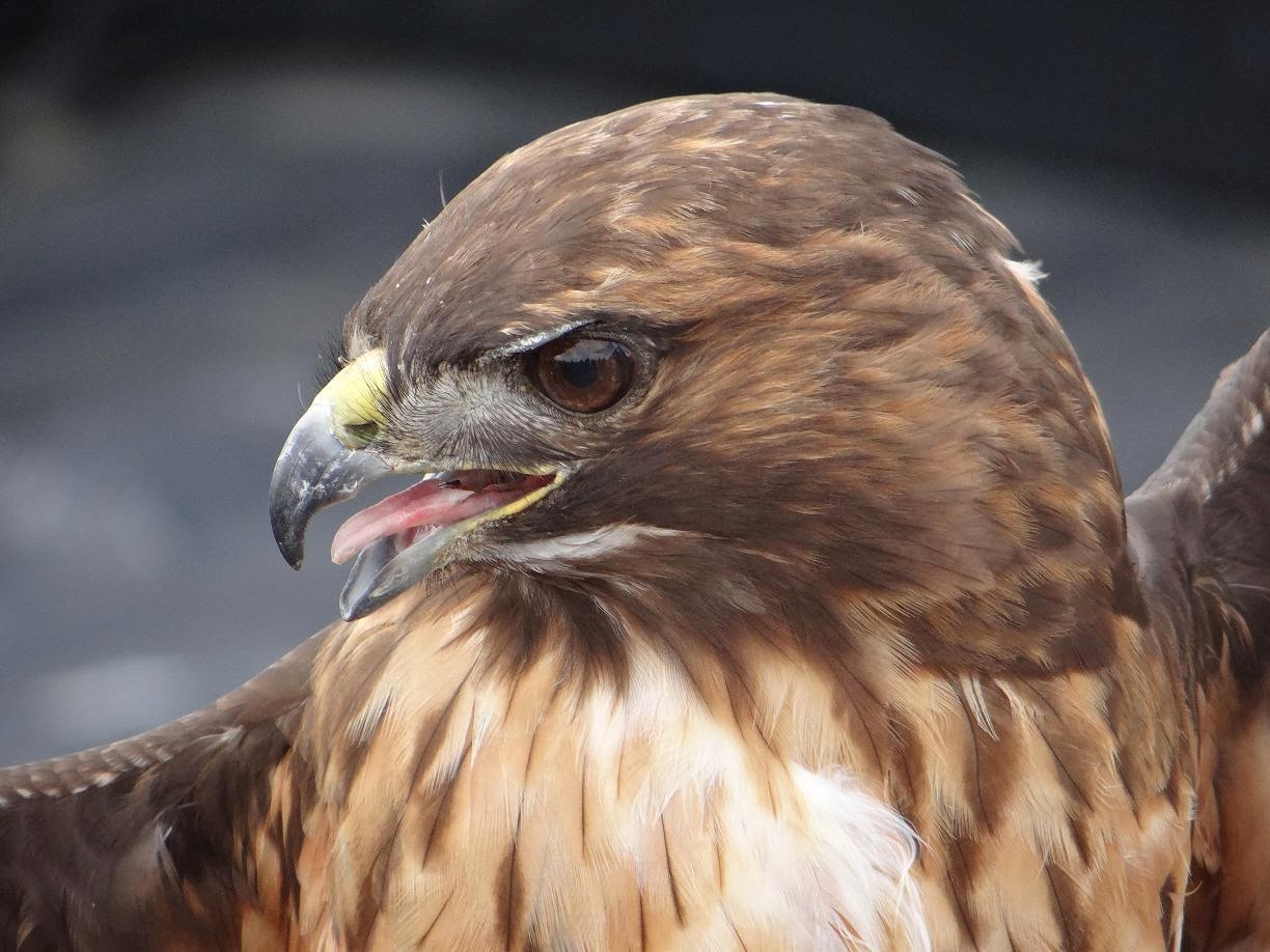 Postcards from Idyllwild: Majestic Birds in the Skies