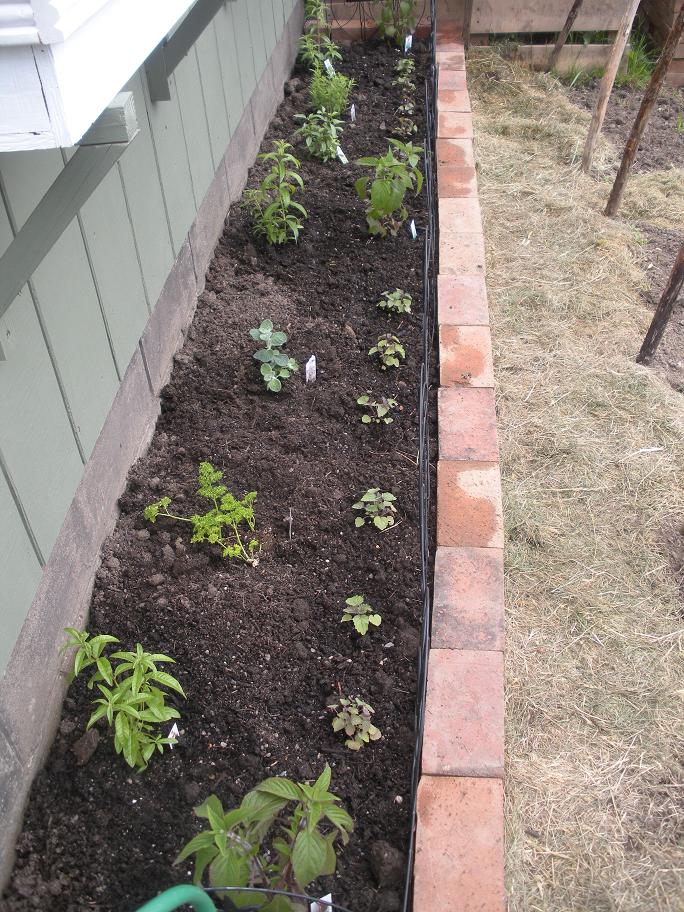 Lady Farmer's Garden: Planting a Tea Garden