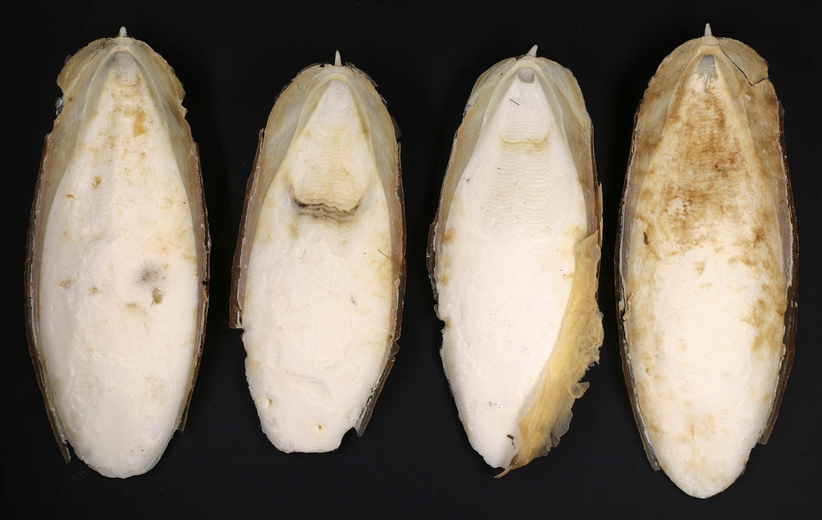 Real Monstrosities: Common Cuttlefish