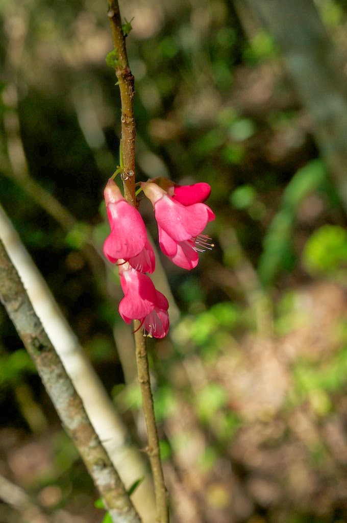 Flora de Puerto Rico Ilustrada Papo Vives: FABACEAE- POITEA PUNICEA ...