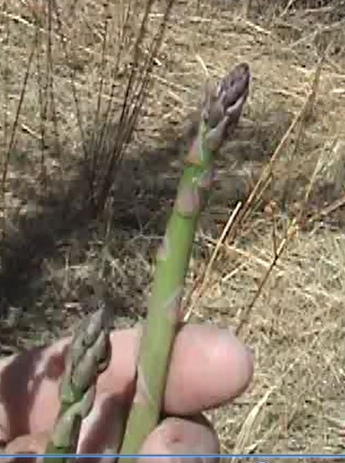 Sword Of Survival: How To Locate and Identify Wild Asparagus