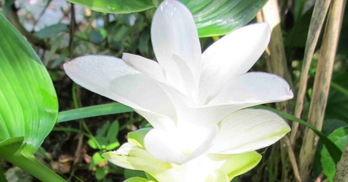 MY PLANT FINDER | Plant Guide: Curcuma longa