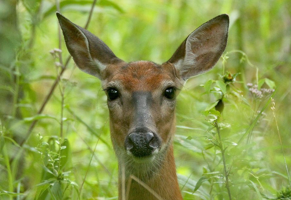 A Dixie Lady Deer Hunter: Doe Eyes